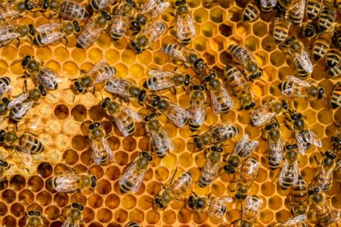 Bees and Pollination - Ypsilanti District Library