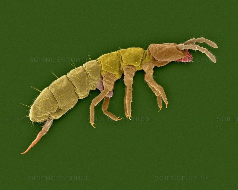 Animal Life in Your Backyard - Ypsilanti District Library