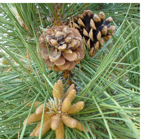 The Secret Life of Pine Cones - Ypsilanti District Library
