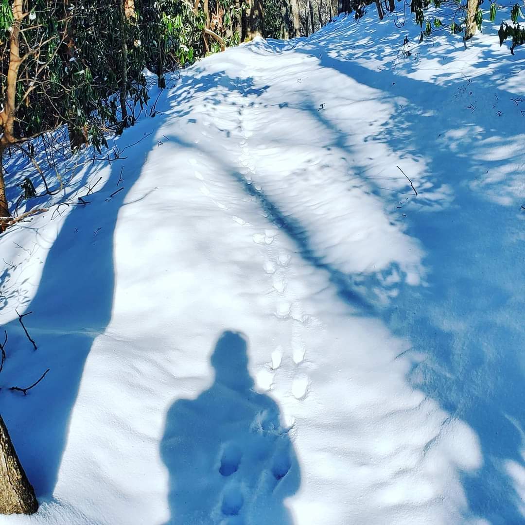 Beaver Tracks In Snow